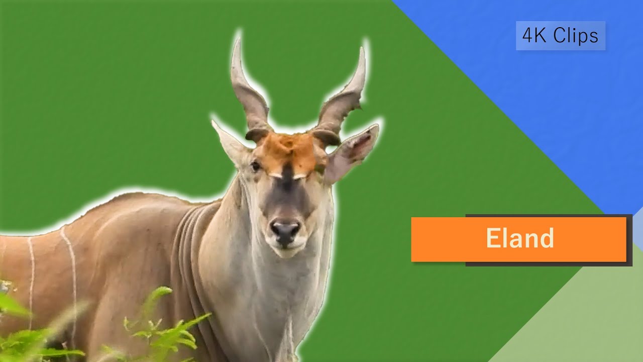 Eland - 4k Kruger National Park, Klopperfontein Dam - YouTube