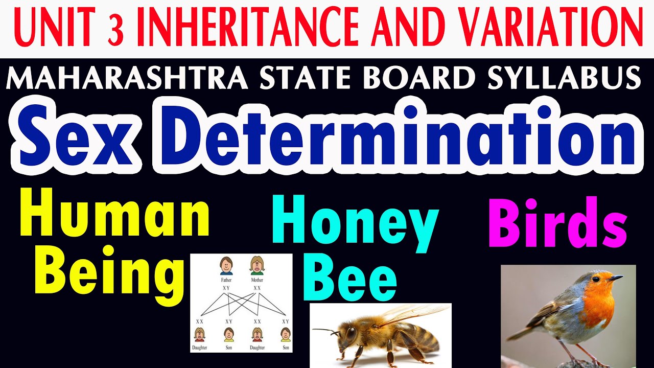 Sex Determination In Human Birds And Honey Bee Youtube