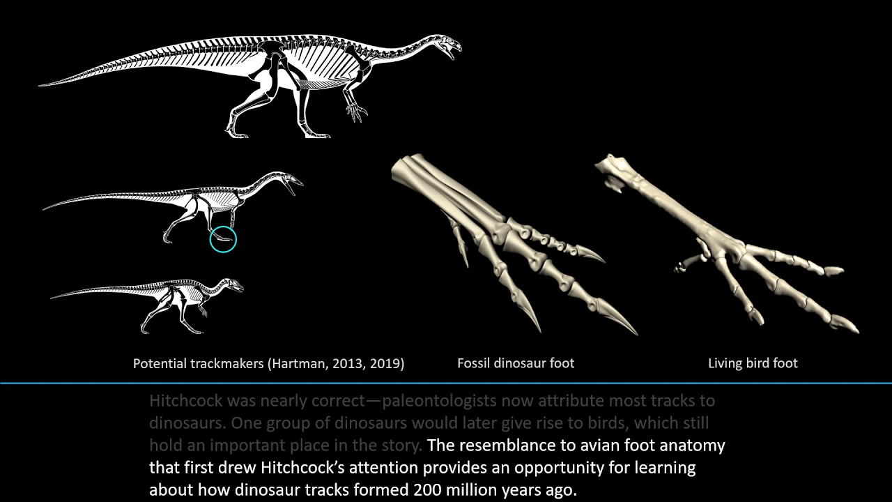 Velociraptor Dinosaur Feet