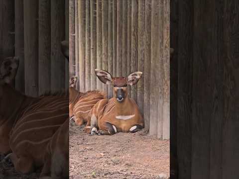 horned beauties #antilope #bongo #animals