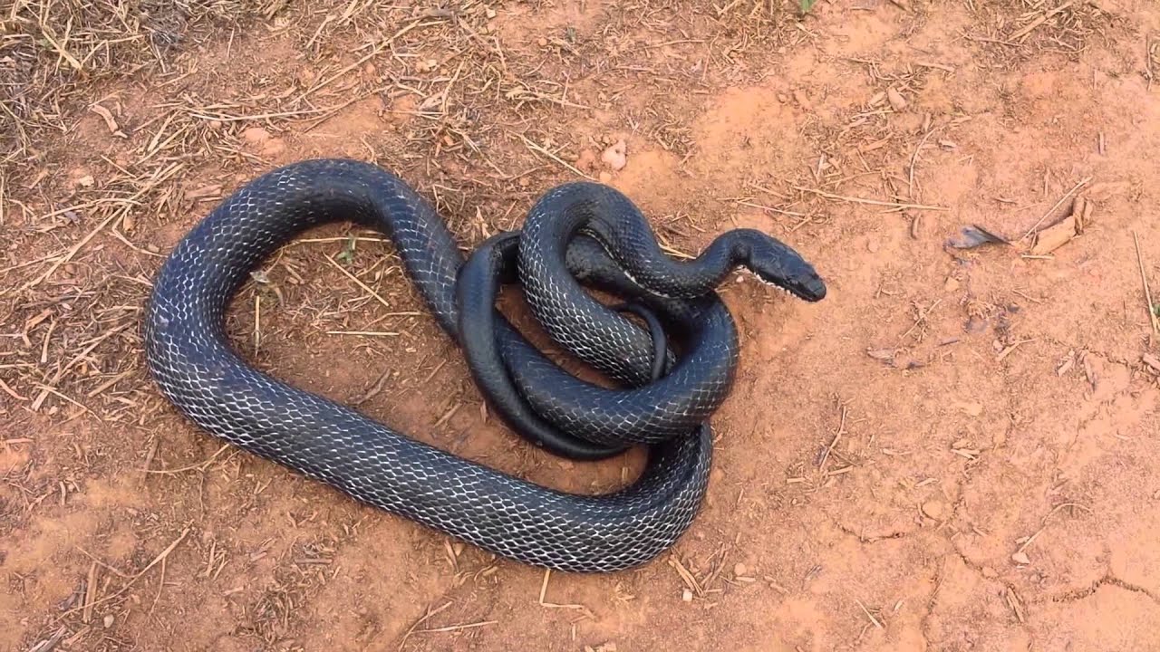 Catch and Release Huge Black Rat Snake - YouTube