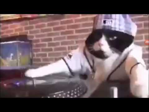 Dj İstanbul kedi versiyon