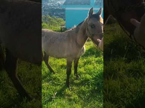 Cavalo mestiço lobuno