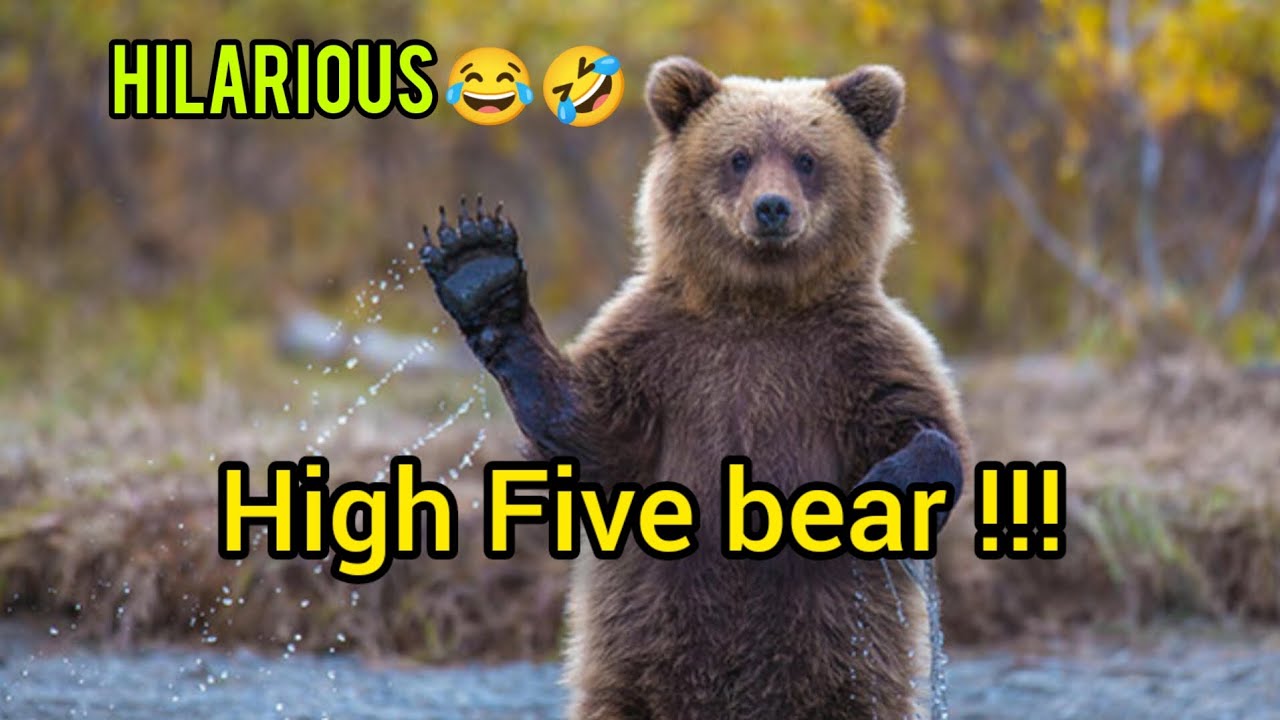 Hilarious Bear high five with traffic car 😂😂 - YouTube