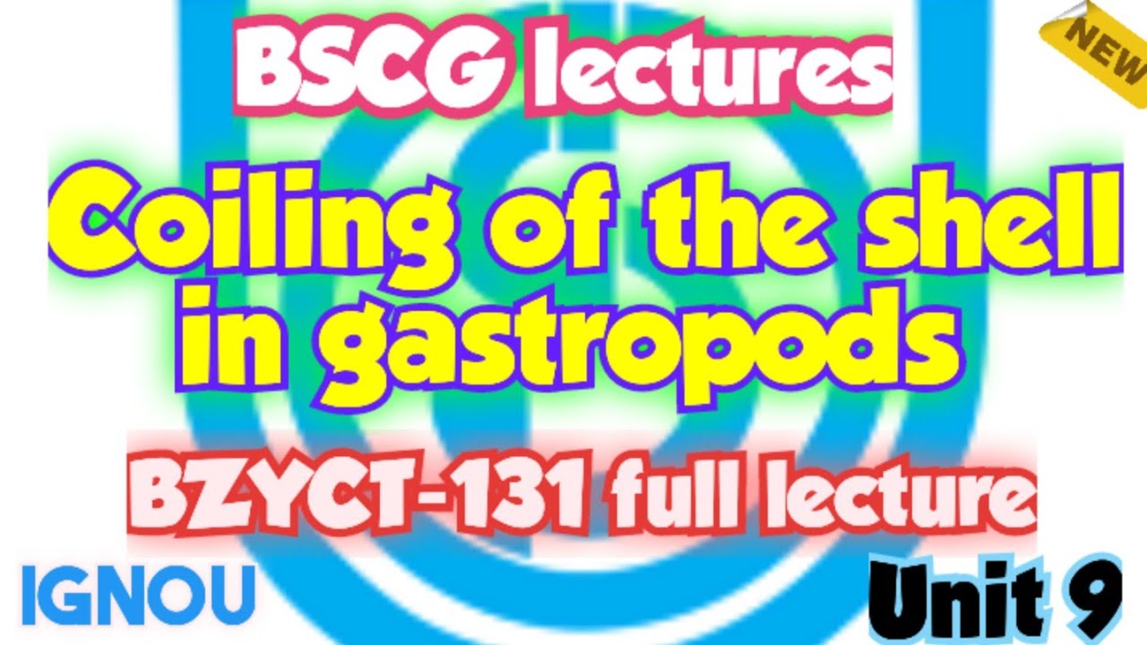 Coiling of the Shell in Gastropods | Classification Of Mollusca ...