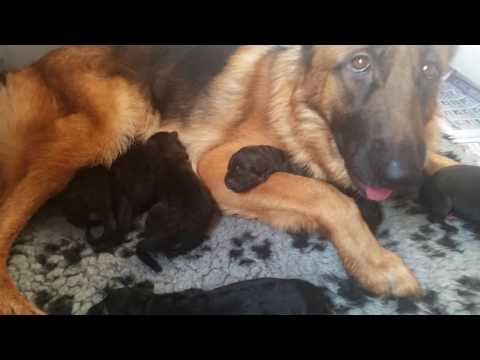 January 2017 2 days old cina x milo litter