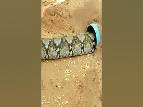 Easy Snake Trap - Build Deep Hole Underground Using Car Tires & Bamboo #snaketrap #shorts - YouTube