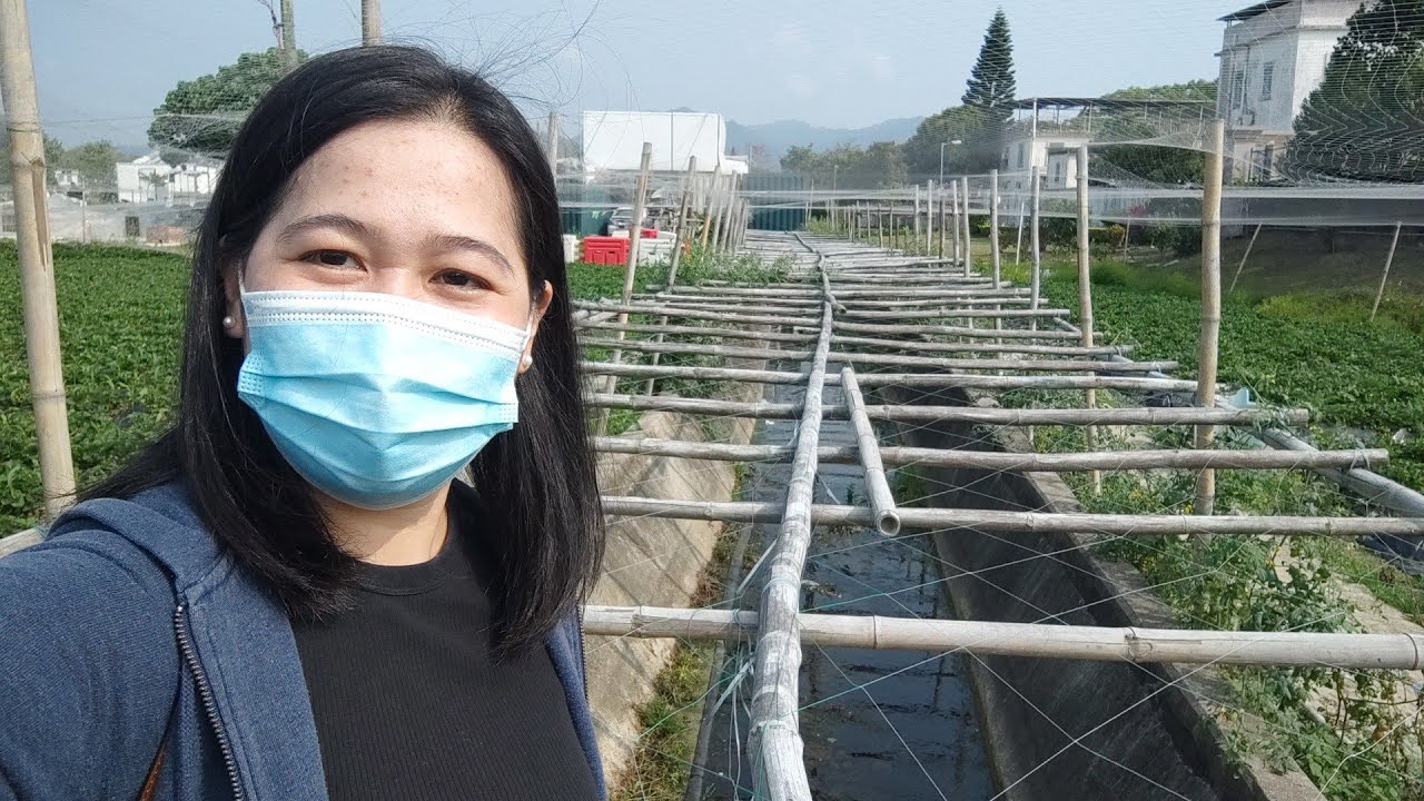 Hongkong Vegetable Farm // Sing Ping Village // Holiday Getaway - YouTube