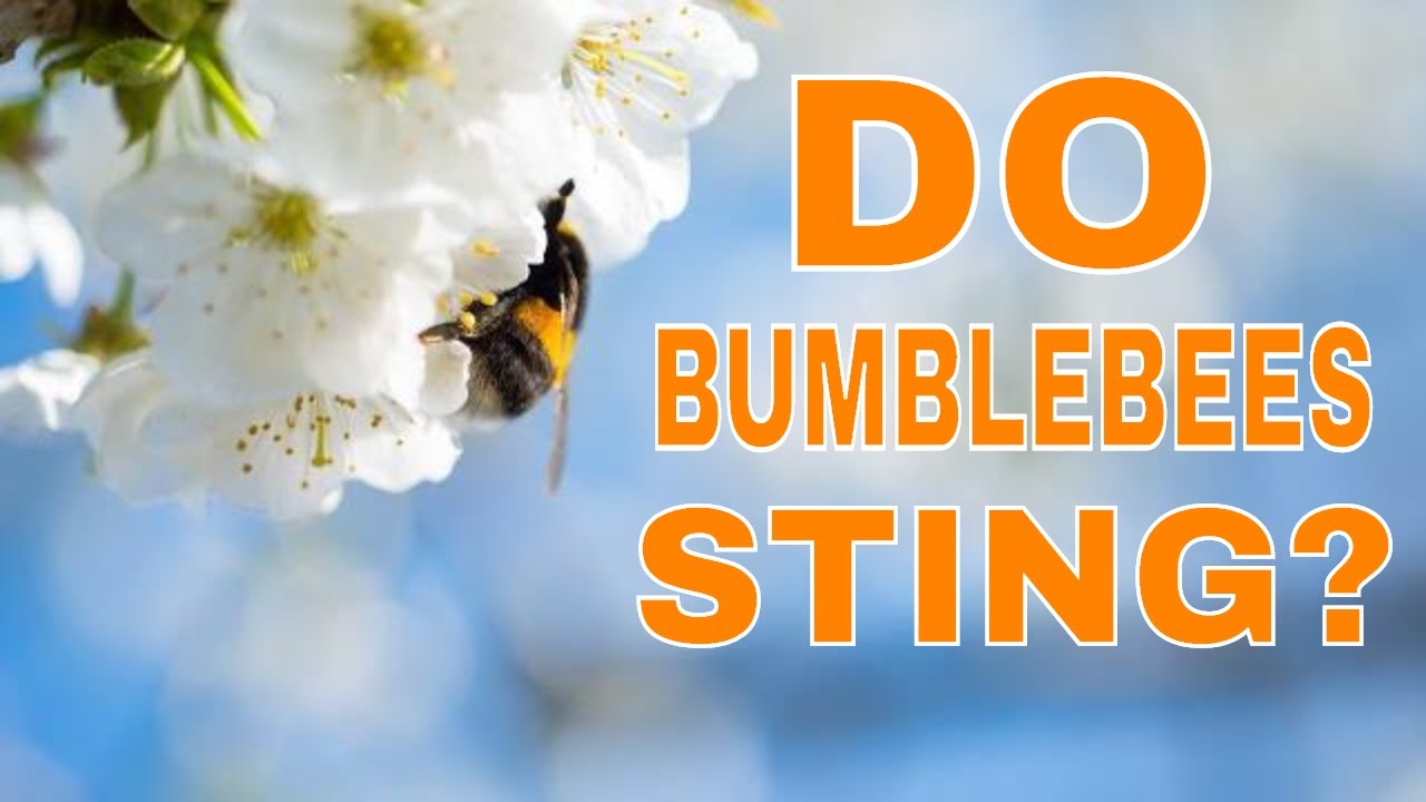 Do Bumblebees Sting Facts And Information About Bumblebee Sting YouTube do-bumblebees-sting-facts-and-information-about-bumblebee-sting-youtube