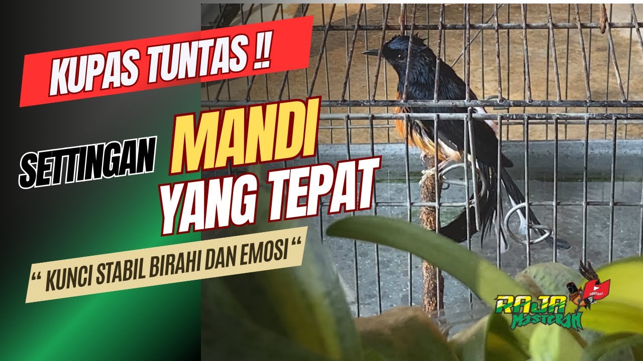 Settingan mandi murai batu lomba kunci birahi stabil - YouTube
