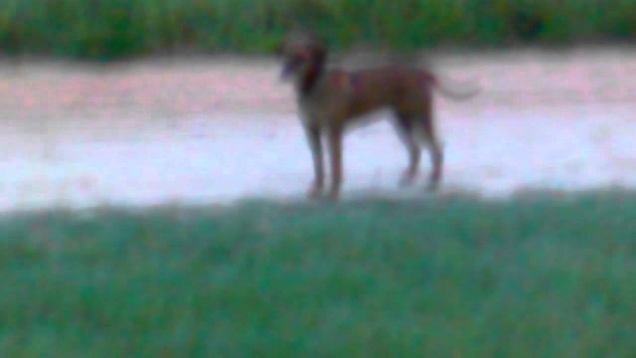 Chihuahua chasing hound dog - YouTube