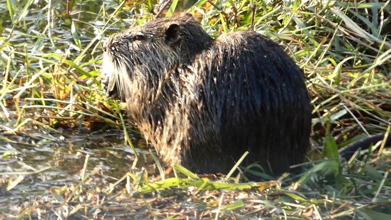 Interesting Nutria Coypu Myocastor eating and diving - Hama'apil ...