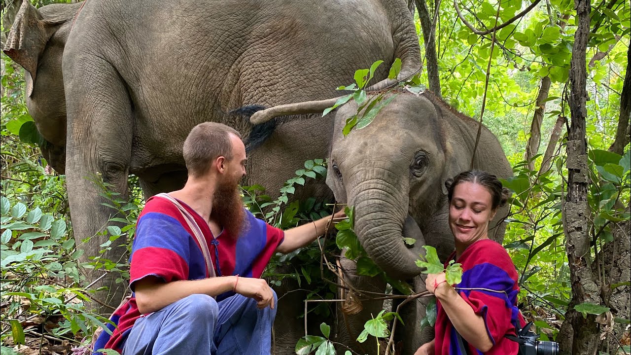 Interview & Experience & Hiking with Elephant - YouTube