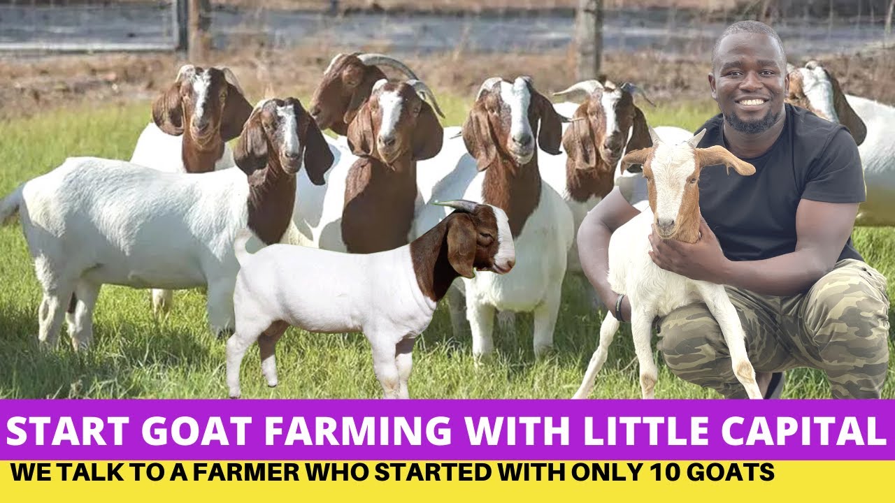 How To Start GOAT FARMING With Little Capital And GROW BIG - YouTube