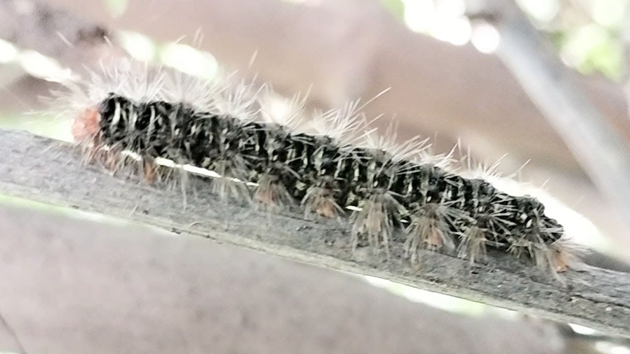 Amazing Wildlife of Animal worm 1080 Nature Documentary Film part 9 ...