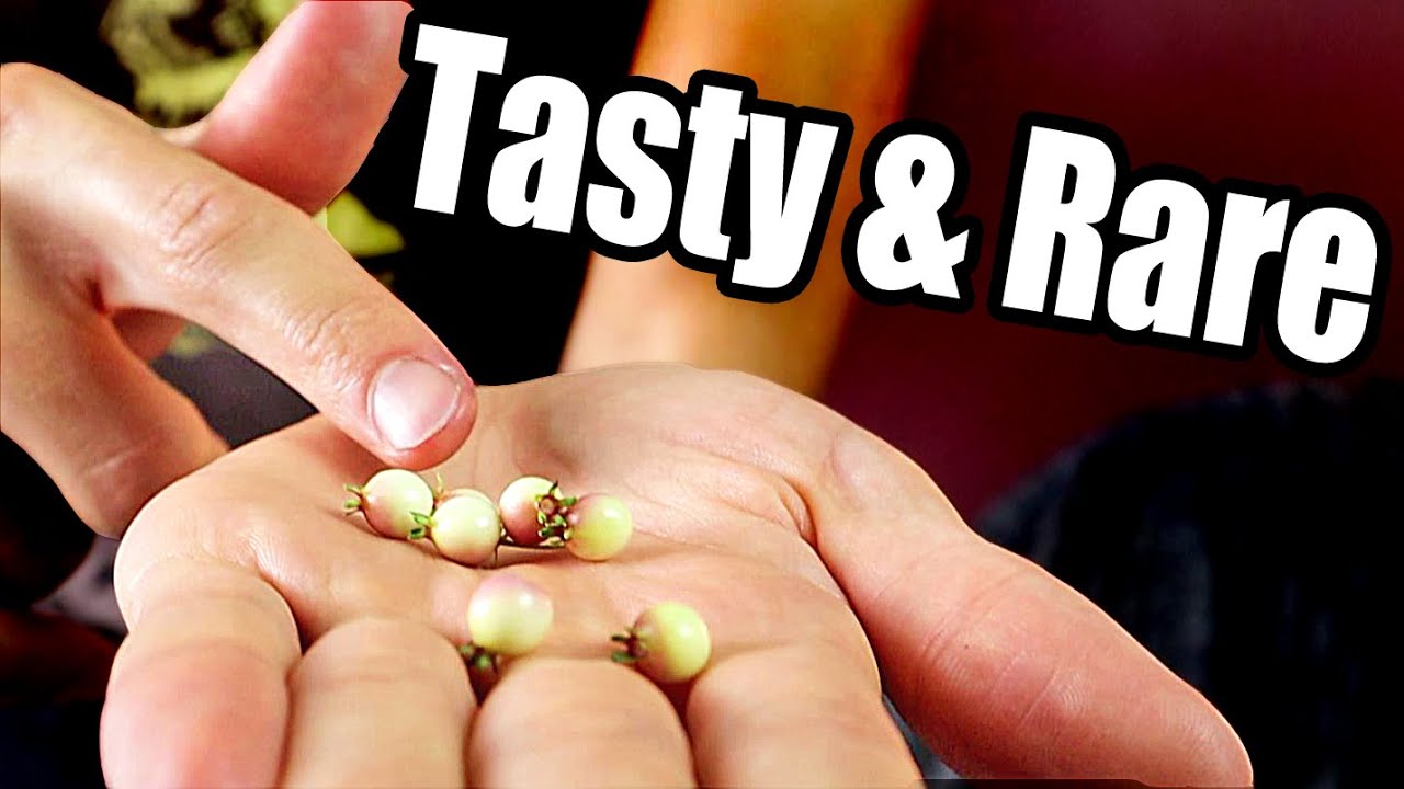 This Rare Berry Should Be in Supermarkets! (Myrteola Nummularia ...