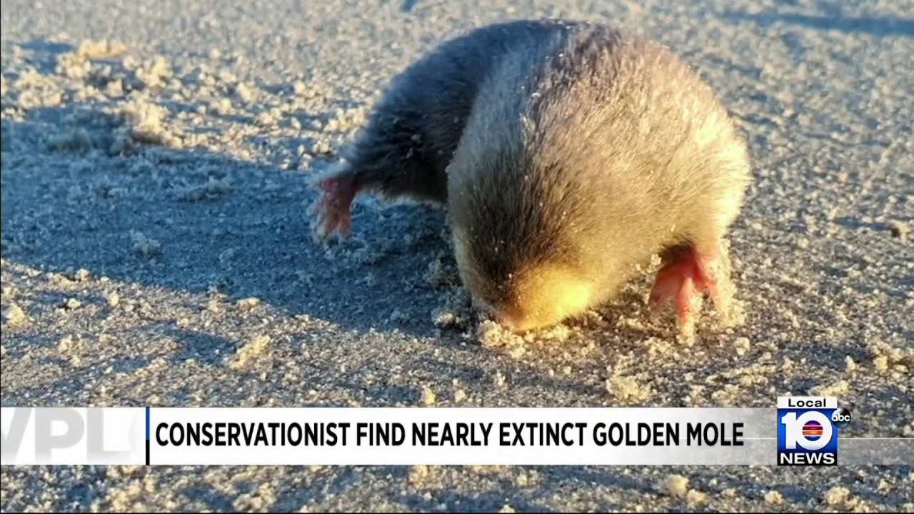 Conservationists find extinct golden mole - YouTube