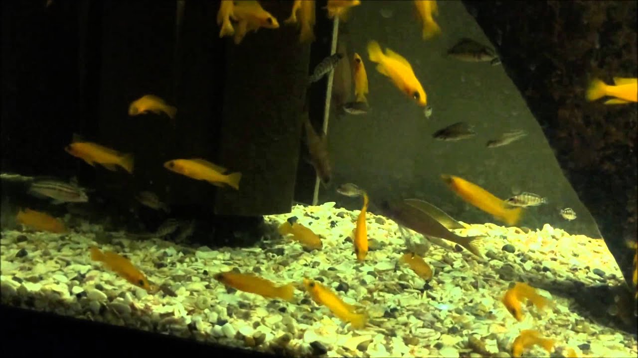 All Tank Update Fry Growing up - YouTube