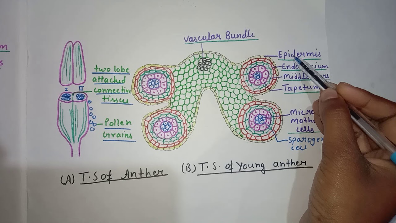 Structure of anther and Development of pollen sacs - YouTube