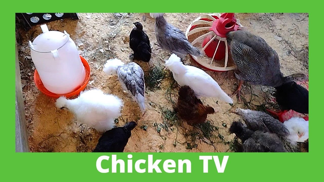 Chick Flick Polish, Cochin & Silkie Chicks 2022-07-13 - YouTube