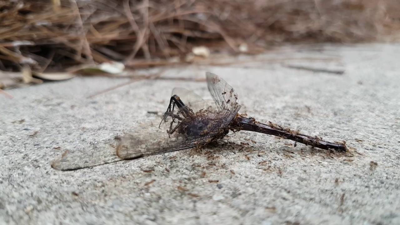 Dragonfly and Ants 60fps - YouTube