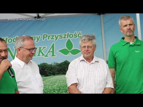 Plenne odmiany ziemniaków firmy Norika