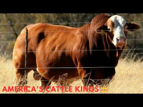America’s Cattle Kings: 7 Breeds Dominating the Industry Today - YouTube