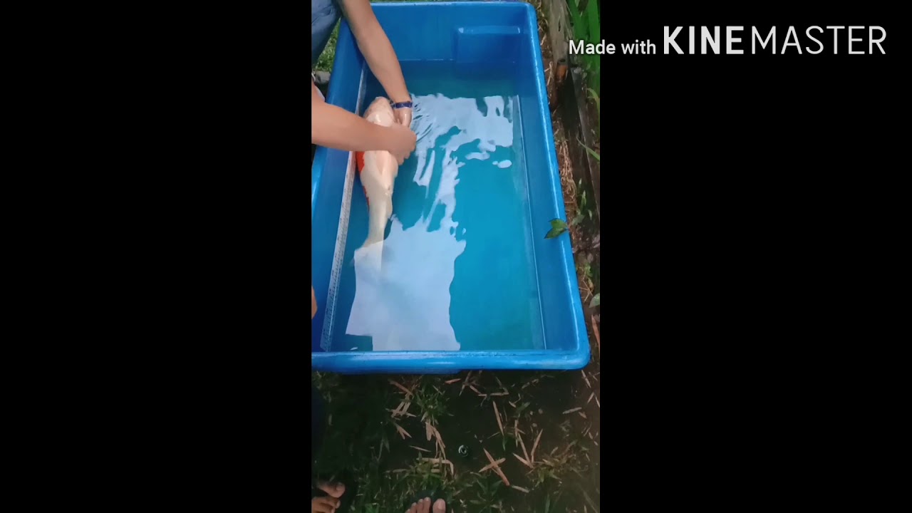 How to inject koi fish - YouTube