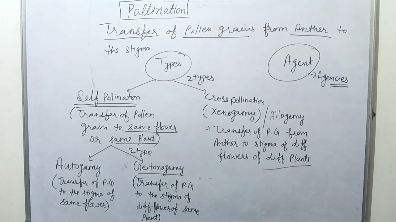 Pollination (NCERT) | Class 12 PSEB HBSE CBSE | NEET - YouTube