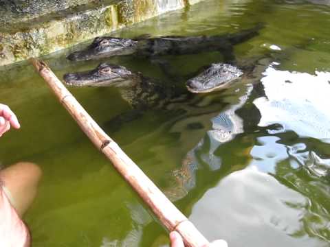 Alligator Clicker Training.AVI - YouTube