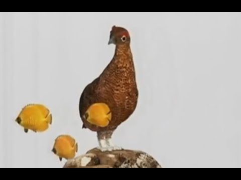Channel 4 Adverts - August 2003 (3) - YouTube