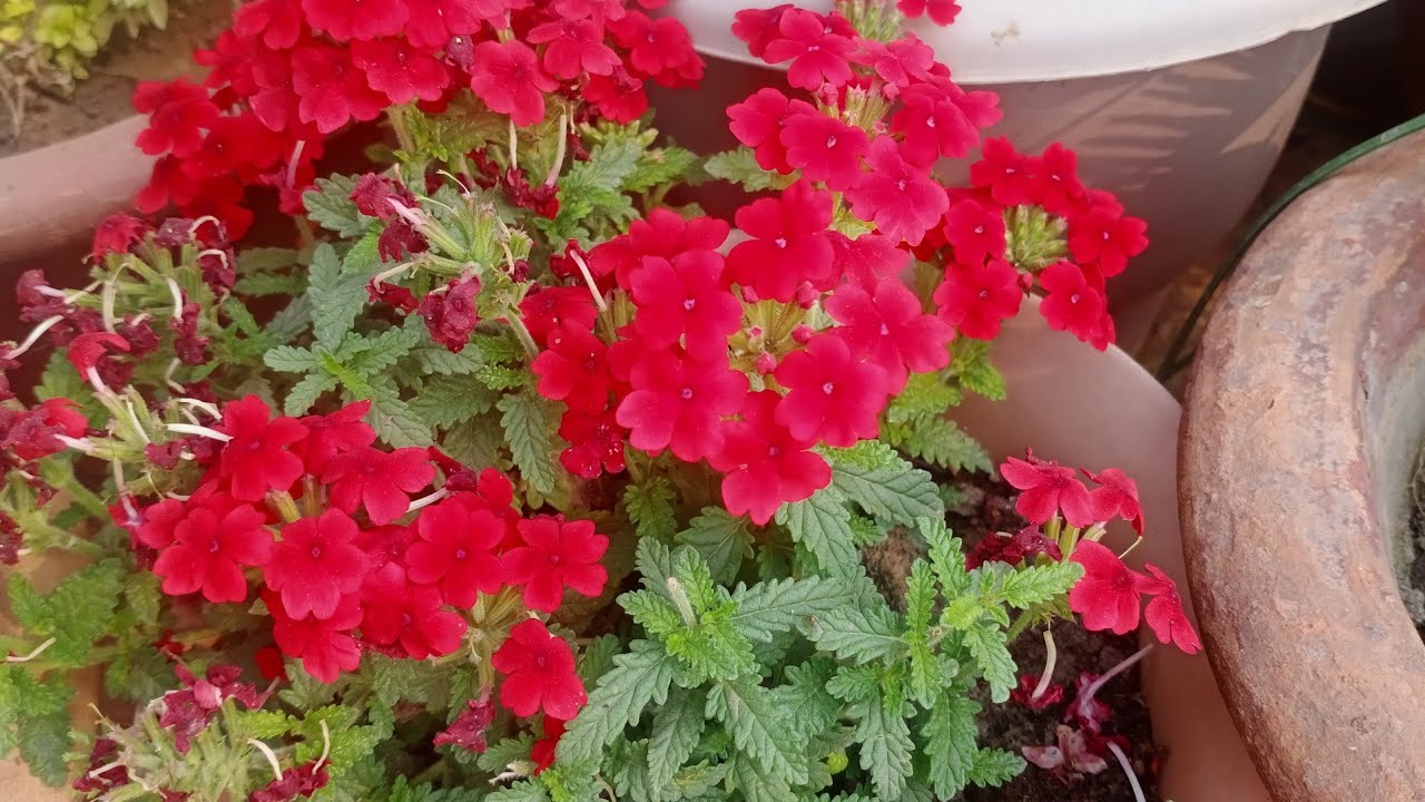 winter plant mein April May tak flower lene ke liye Kya Karen @Archie ...