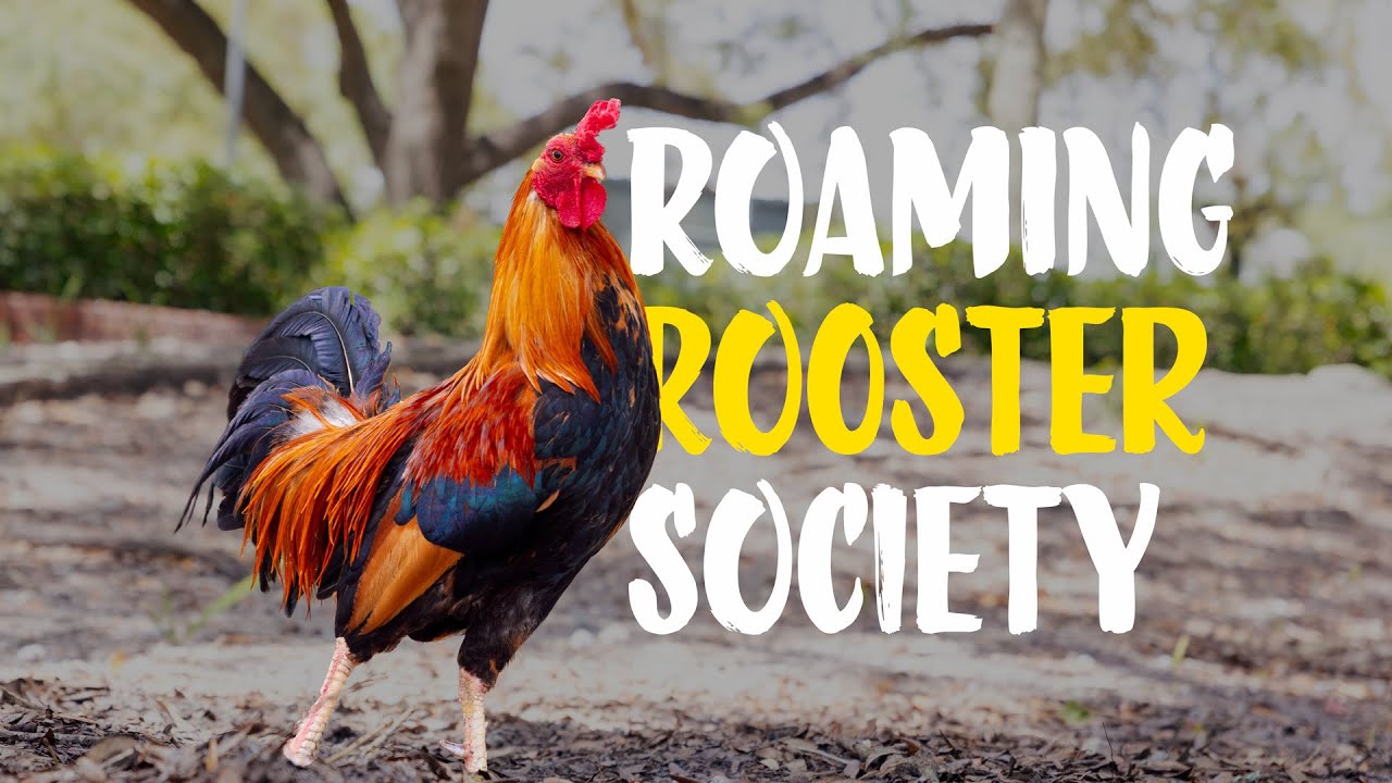 Ybor City Roaming Rooster Society - YouTube