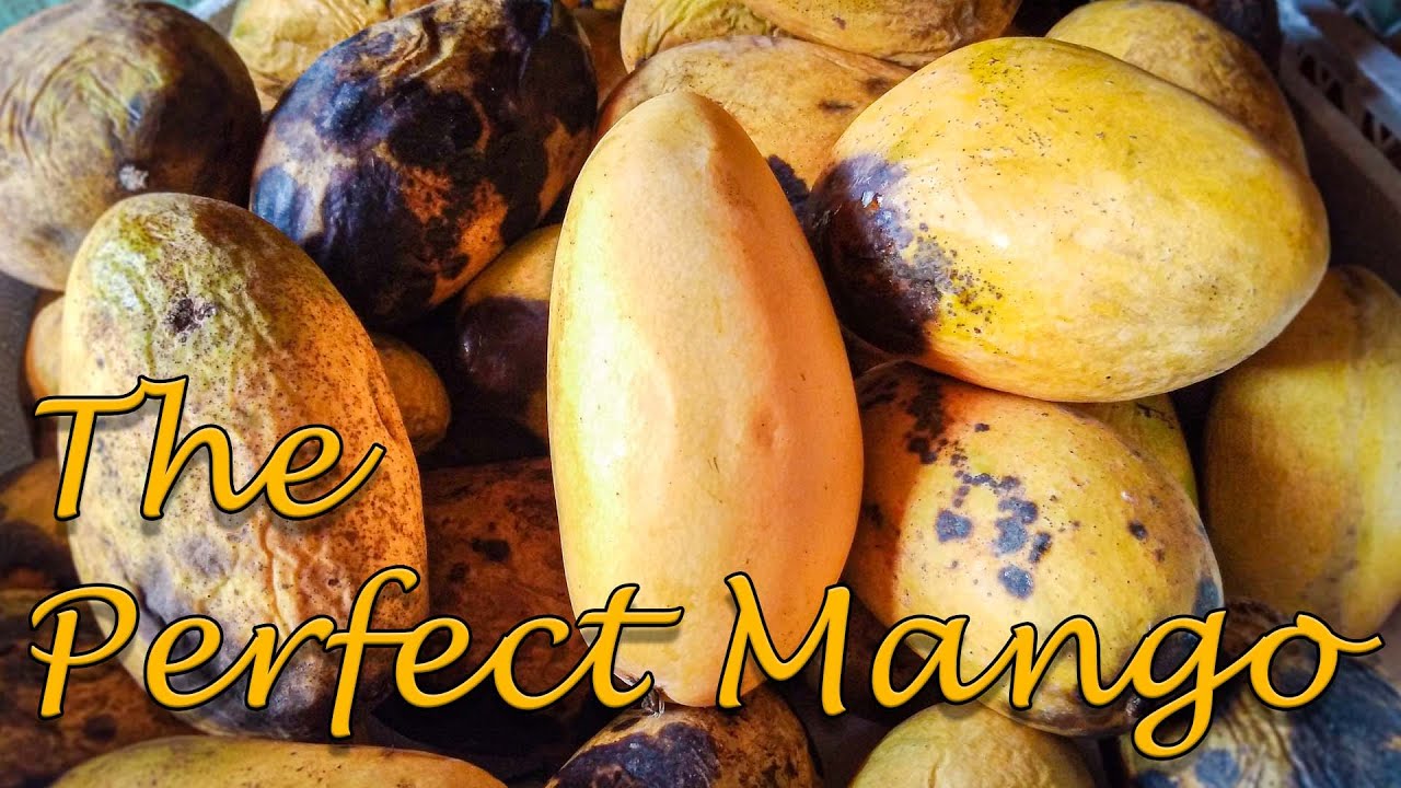 How To Choose The Perfect Ripe Mango? - YouTube