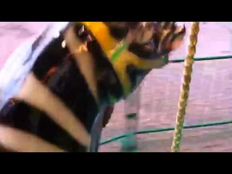 London Zoo