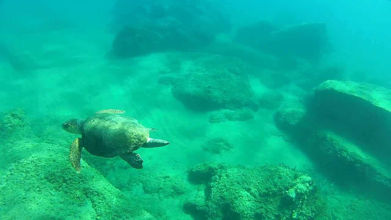 xελωνα τσουτσουρας - YouTube
