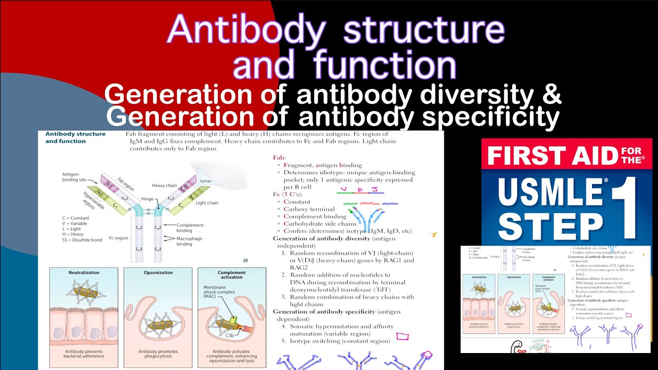 Antibody structure & function part 2 in Hindi/Urdu by first aid for ...