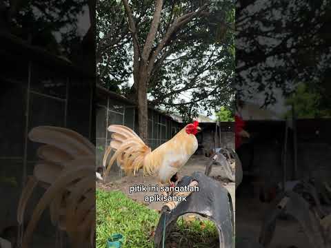 pitik pilipna pilipin x birma