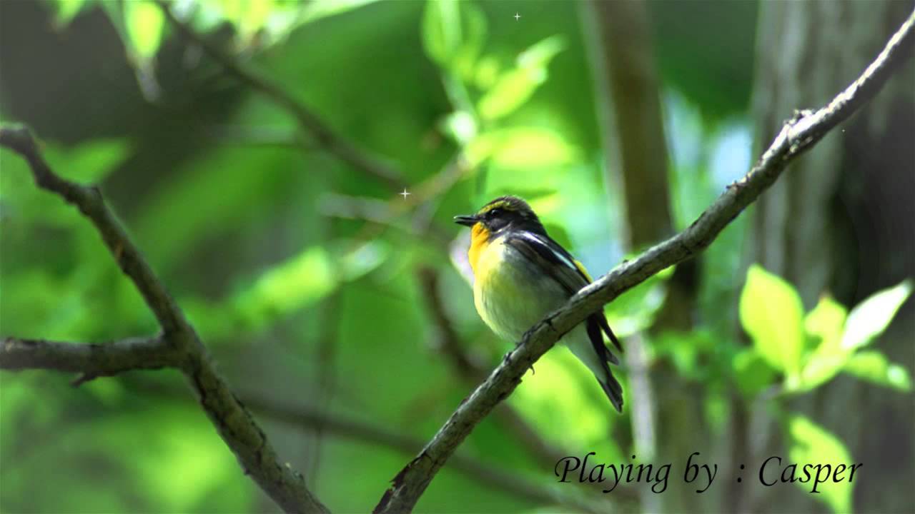 Casper Ocarina - Little Bird - YouTube