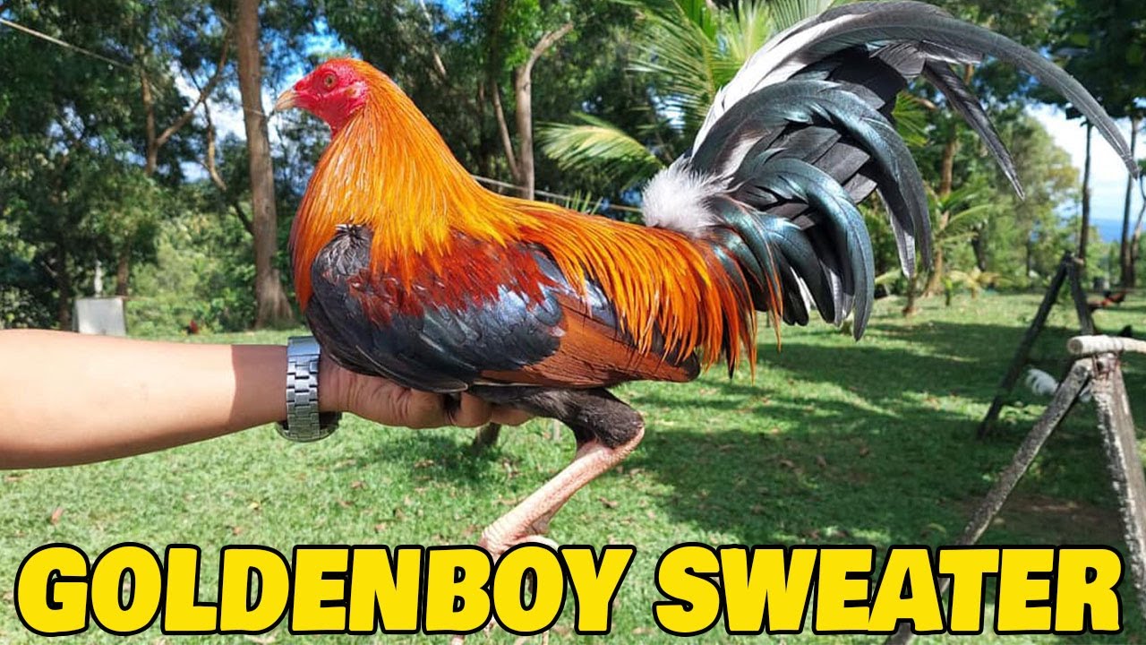 Beautiful Goldenboy Sweater 4B FARM Dondon Gozo Farm Visit - YouTube