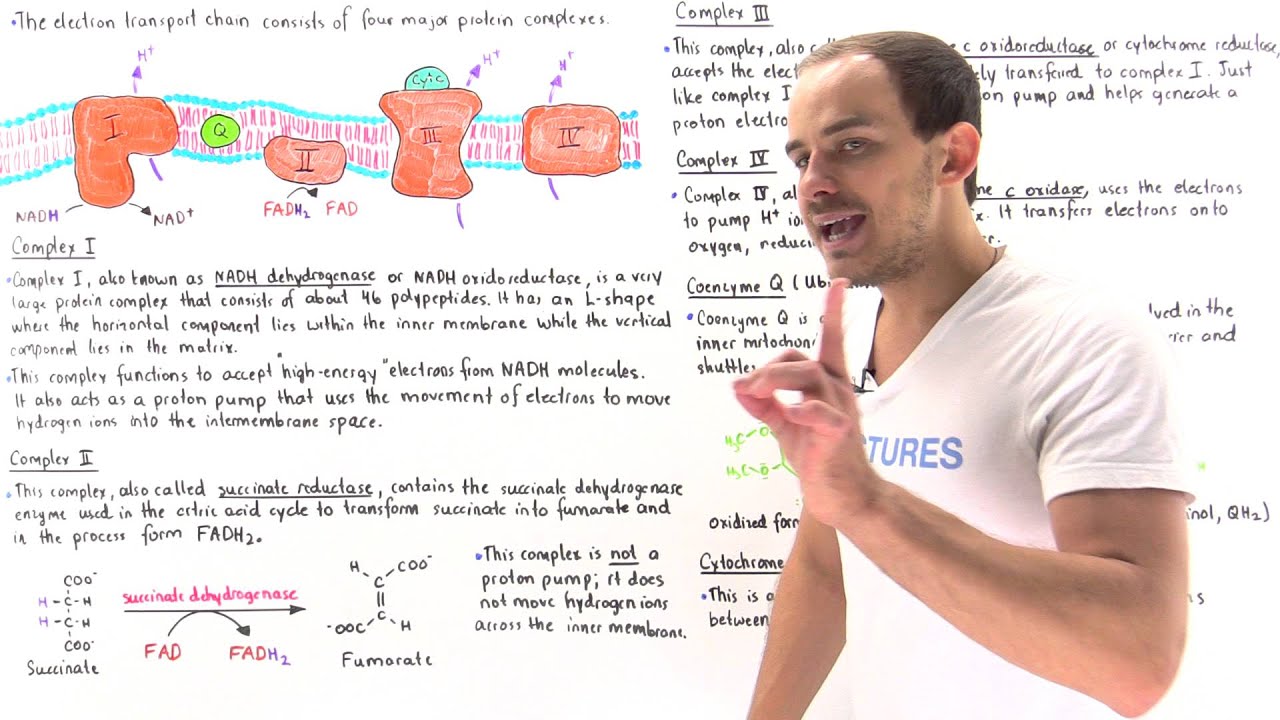 Introduction to Electron Transport Chain - YouTube