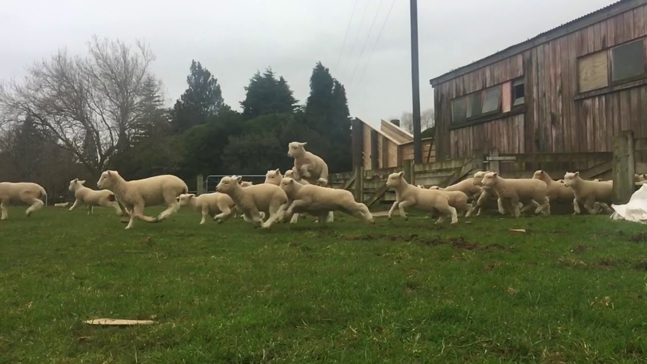 Jumping Lambs - YouTube