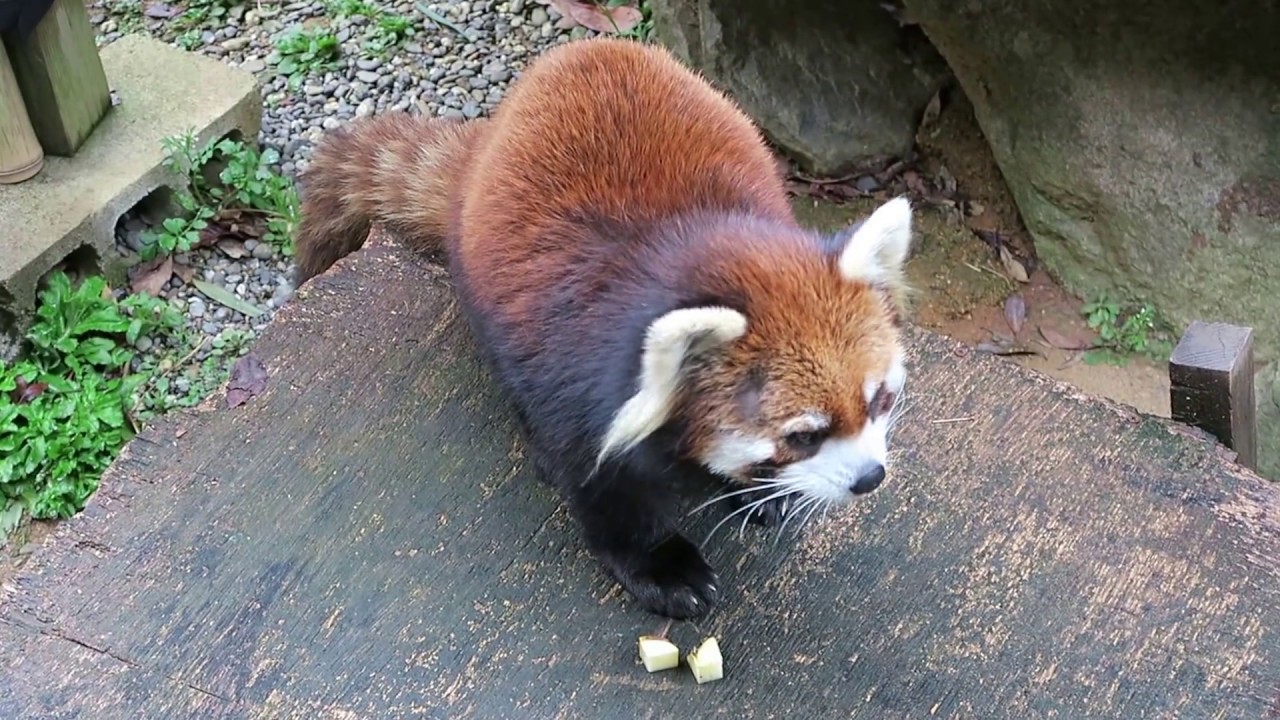 #2 April 2017 Red panda at Tokushima zoo, Tokushima, Japan - YouTube