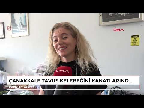 ÇANAKKALE Tavus kelebeğini kanatlarındaki desenler kuşlardan koruyor