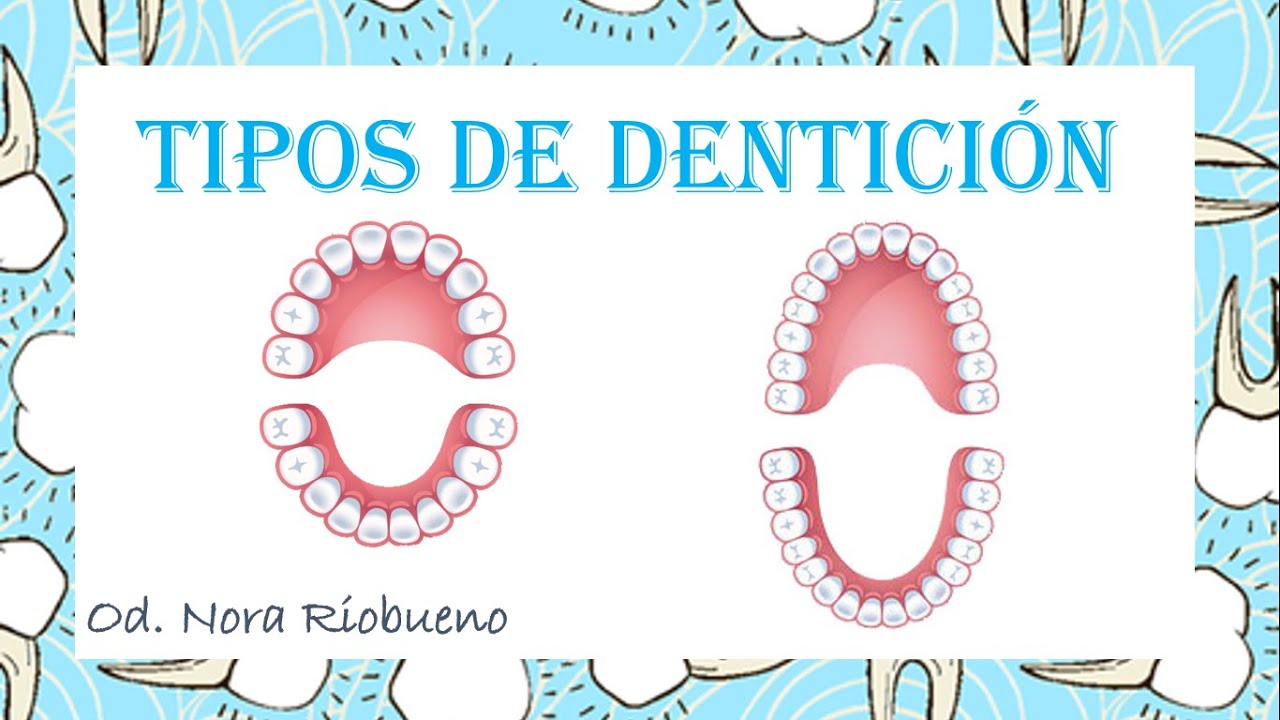 TIPOS DE DENTICIÓN [ODONTOLOGIA ] 2020 -SENCILLO- - YouTube
