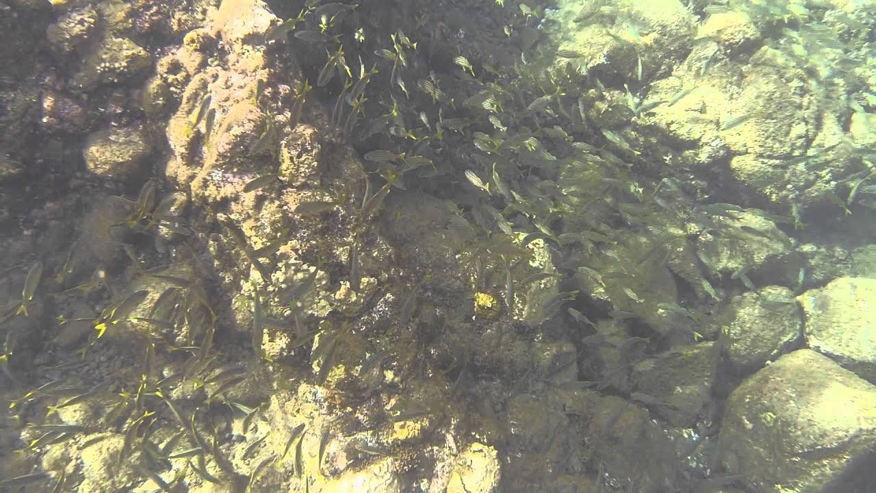 Dominica. Snorkeling Champagne Reef 1 - YouTube