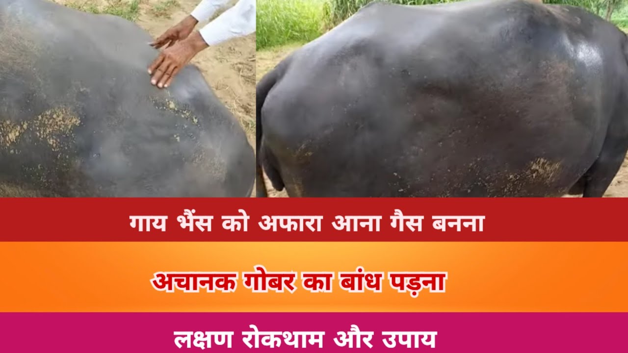गाय भैंस को अफारा आना, गैस बनना, गोबर का बांध पड़ना // gay bhains Ko ...