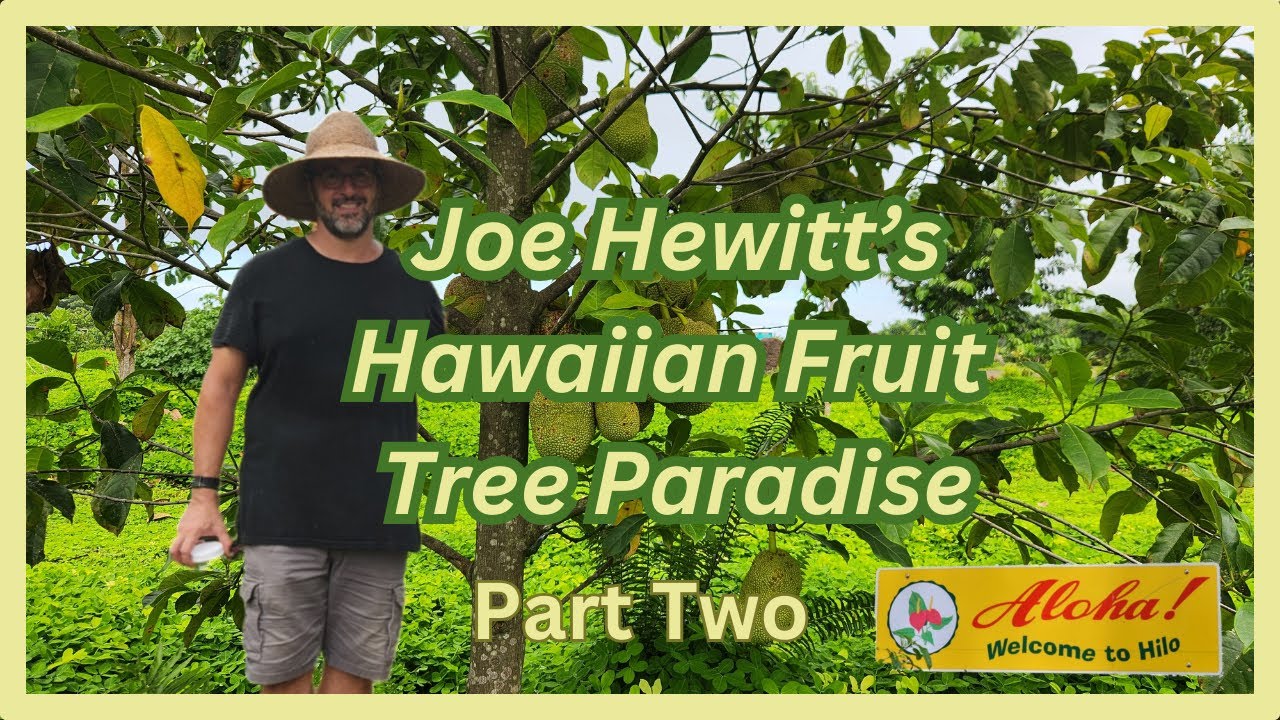Joe Hewitt's Hawaiian Fruit Tree Paradise (part 2 of 3) *with special guest Bobby Biswas - YouTube