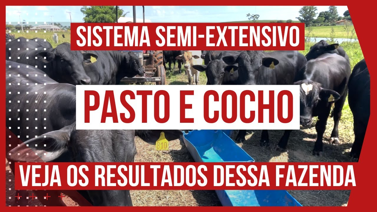 SISTEMA SEMI-EXTENSIVO DE CRIAÇÃO DE GADO DE CORTE - BOVINOS DE CORTE ...