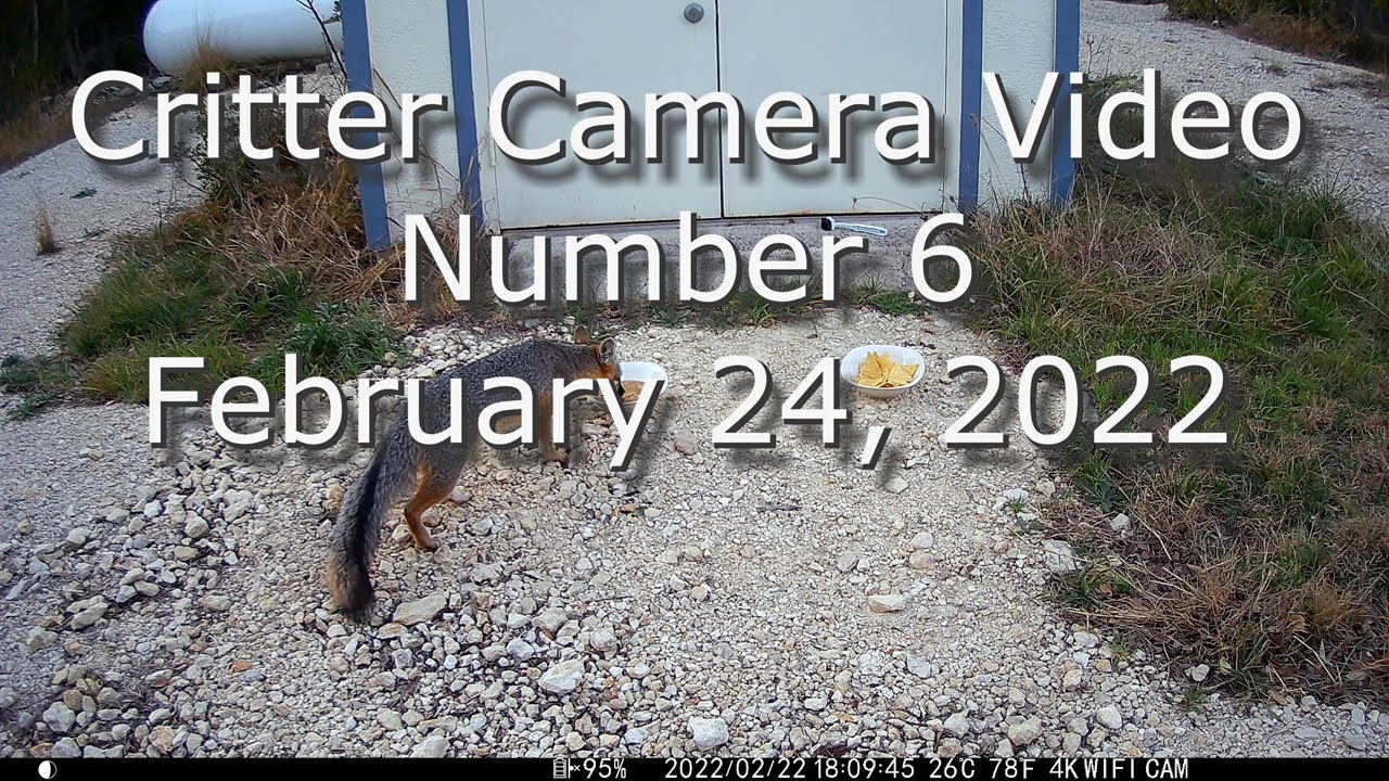 Critter Camera Video 6 February 24, 2022 in 4K #CritterCamera # ...